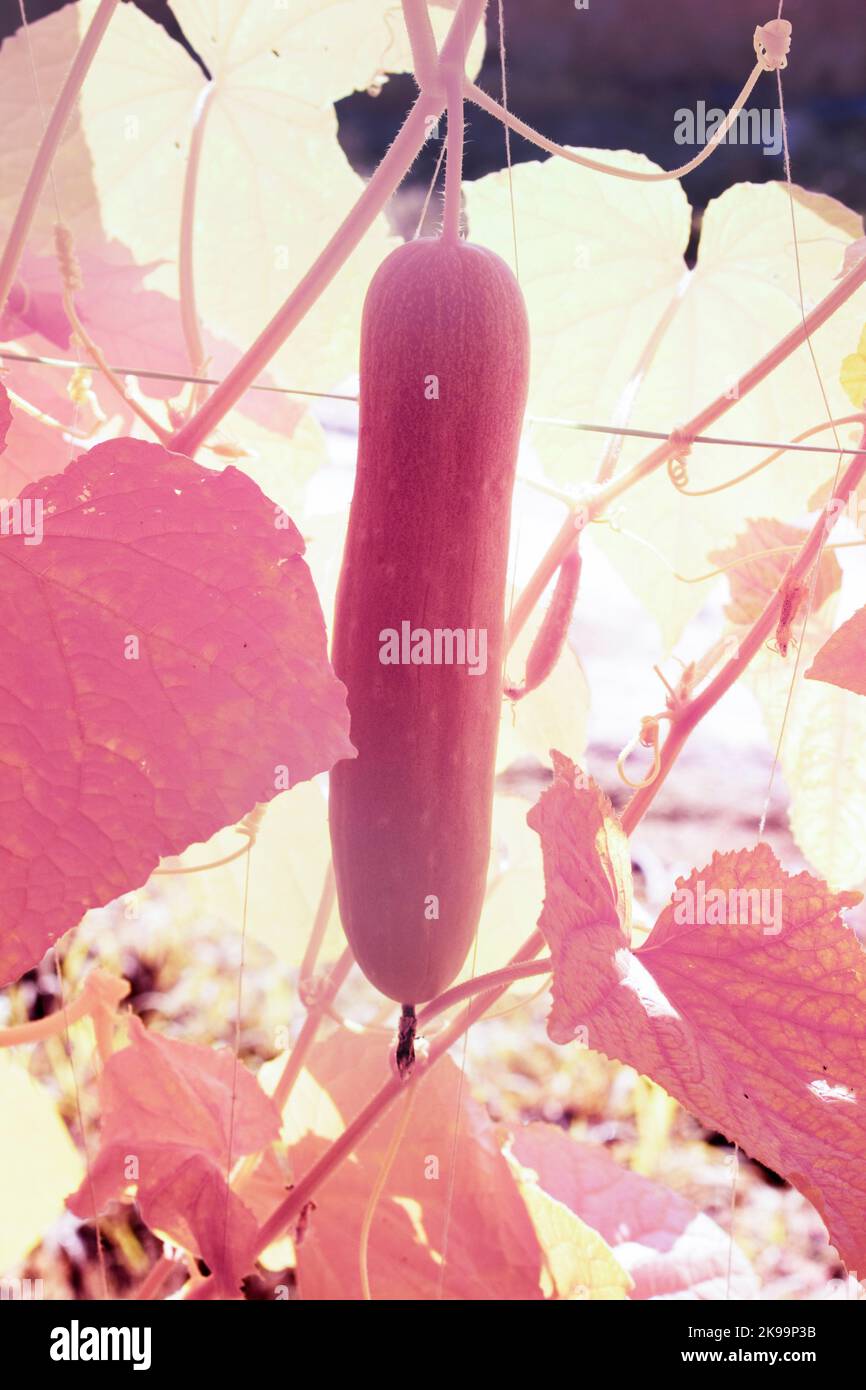 infrared image of the creeping gourd vegetables plant at the farm Stock ...