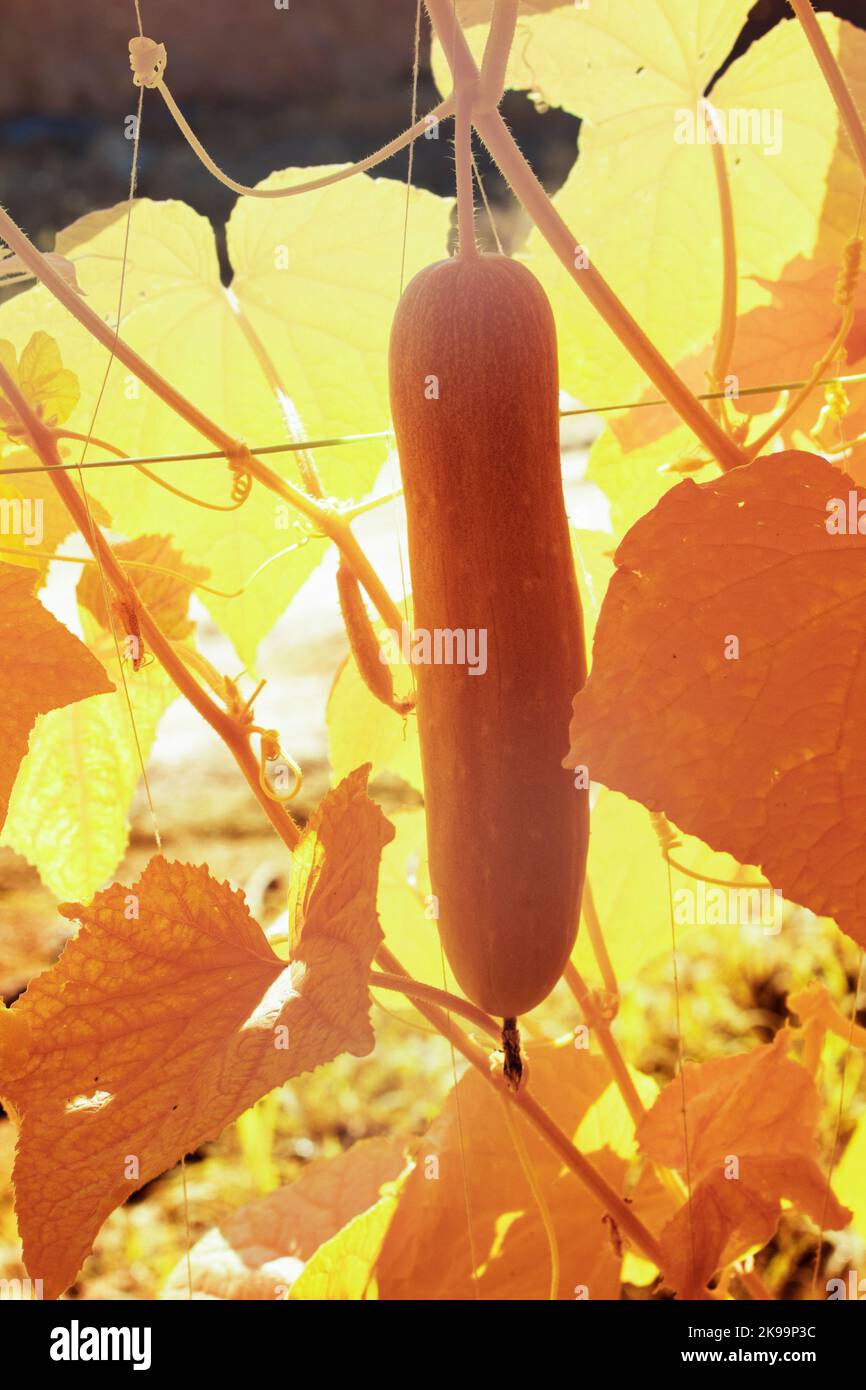 infrared image of the creeping gourd vegetables plant at the farm Stock ...