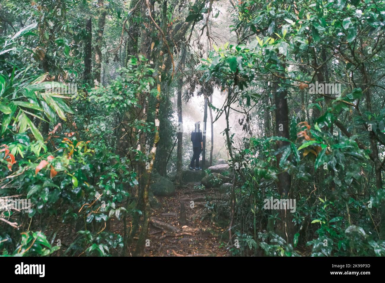 A man is standing in the mist and forest of best of all lookout ...