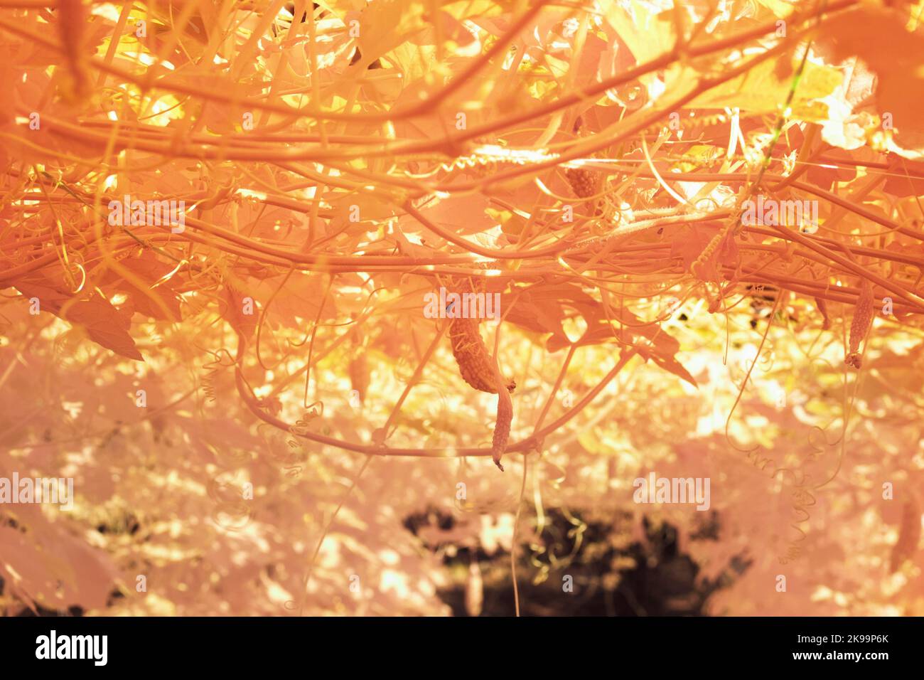infrared image of the creeping gourd vegetables plant at the farm Stock ...