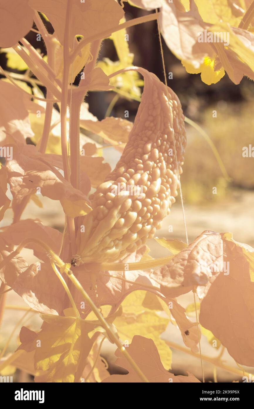 infrared image of the creeping gourd vegetables plant at the farm Stock ...