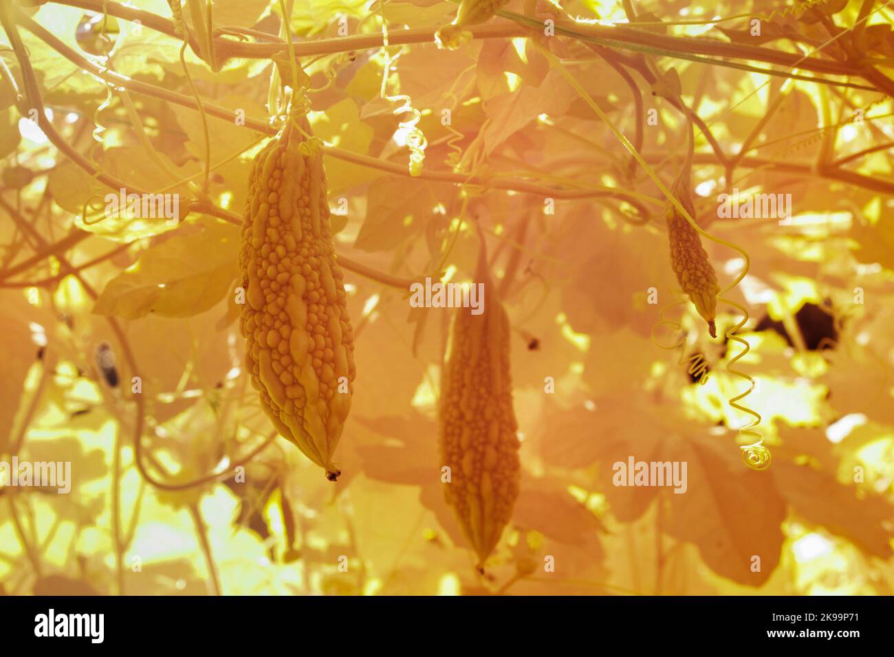 infrared image of the creeping gourd vegetables plant at the farm Stock ...