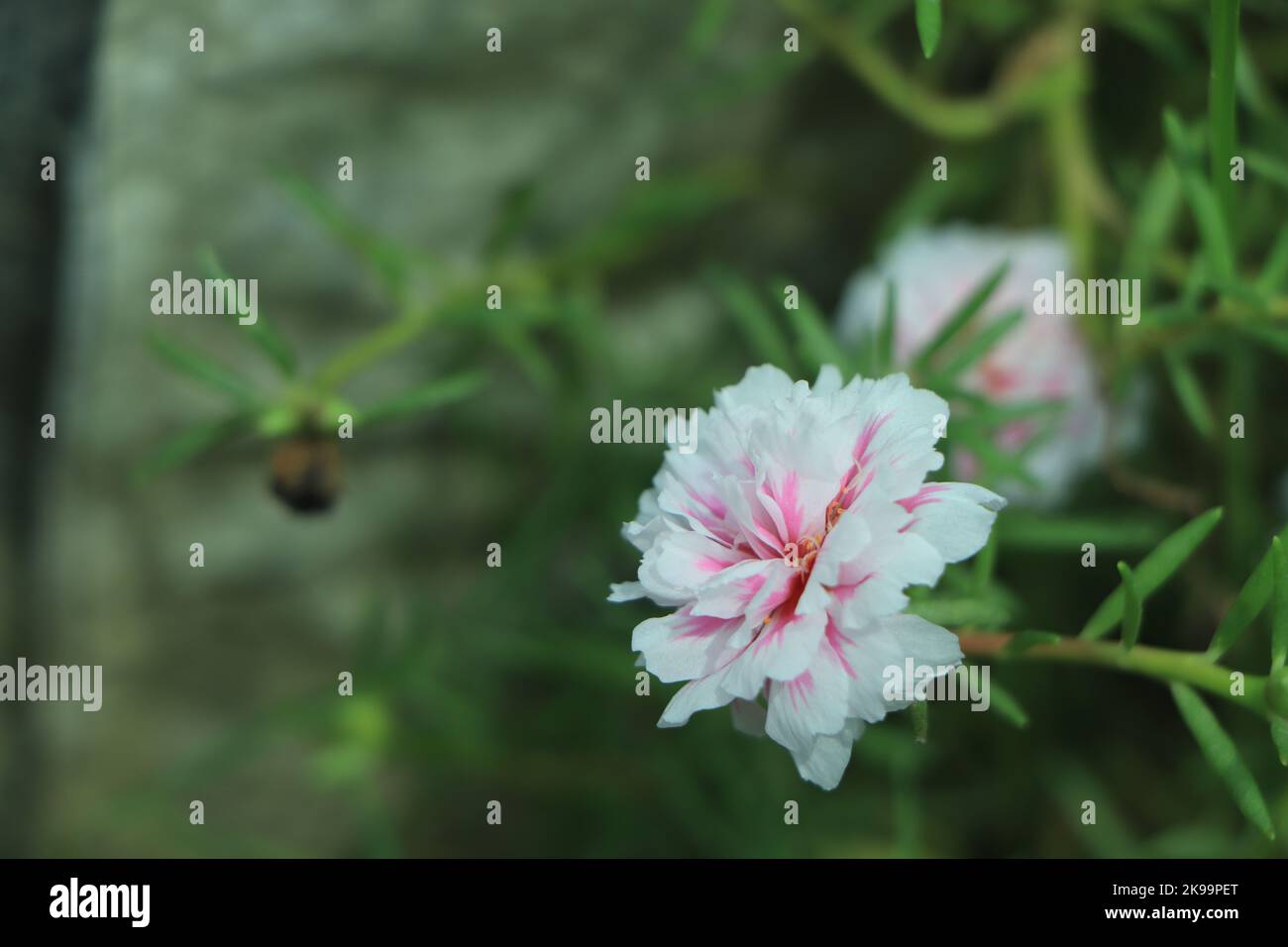 Portulaca grandiflora (Portulaca, Moss Rose, Sun plant, Sun Rose Stock ...