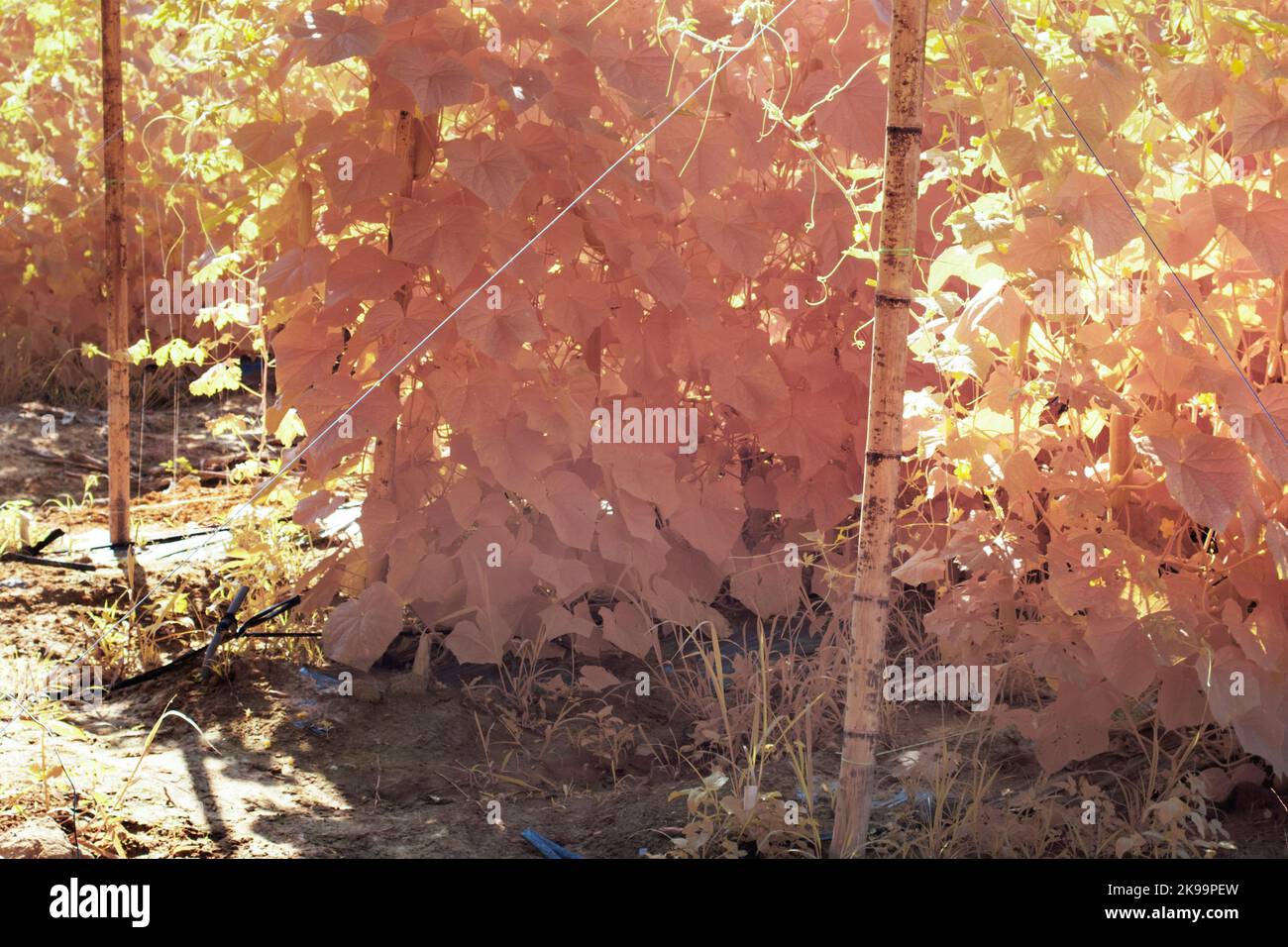 infrared image of the creeping gourd vegetables plant at the farm Stock ...