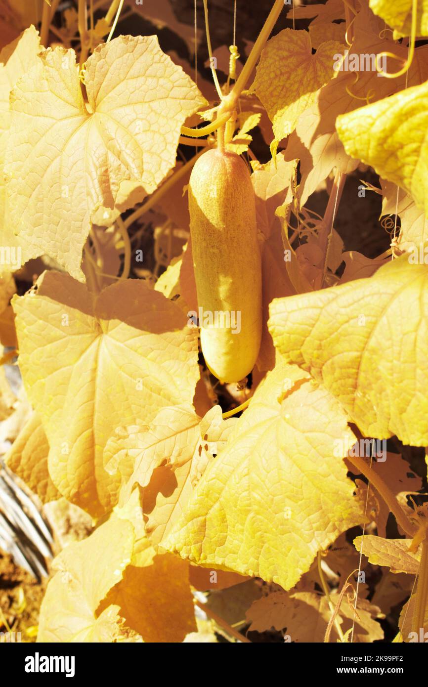 infrared image of the creeping gourd vegetables plant at the farm Stock ...