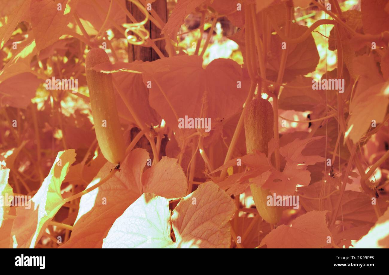 infrared image of the creeping gourd vegetables plant at the farm Stock ...