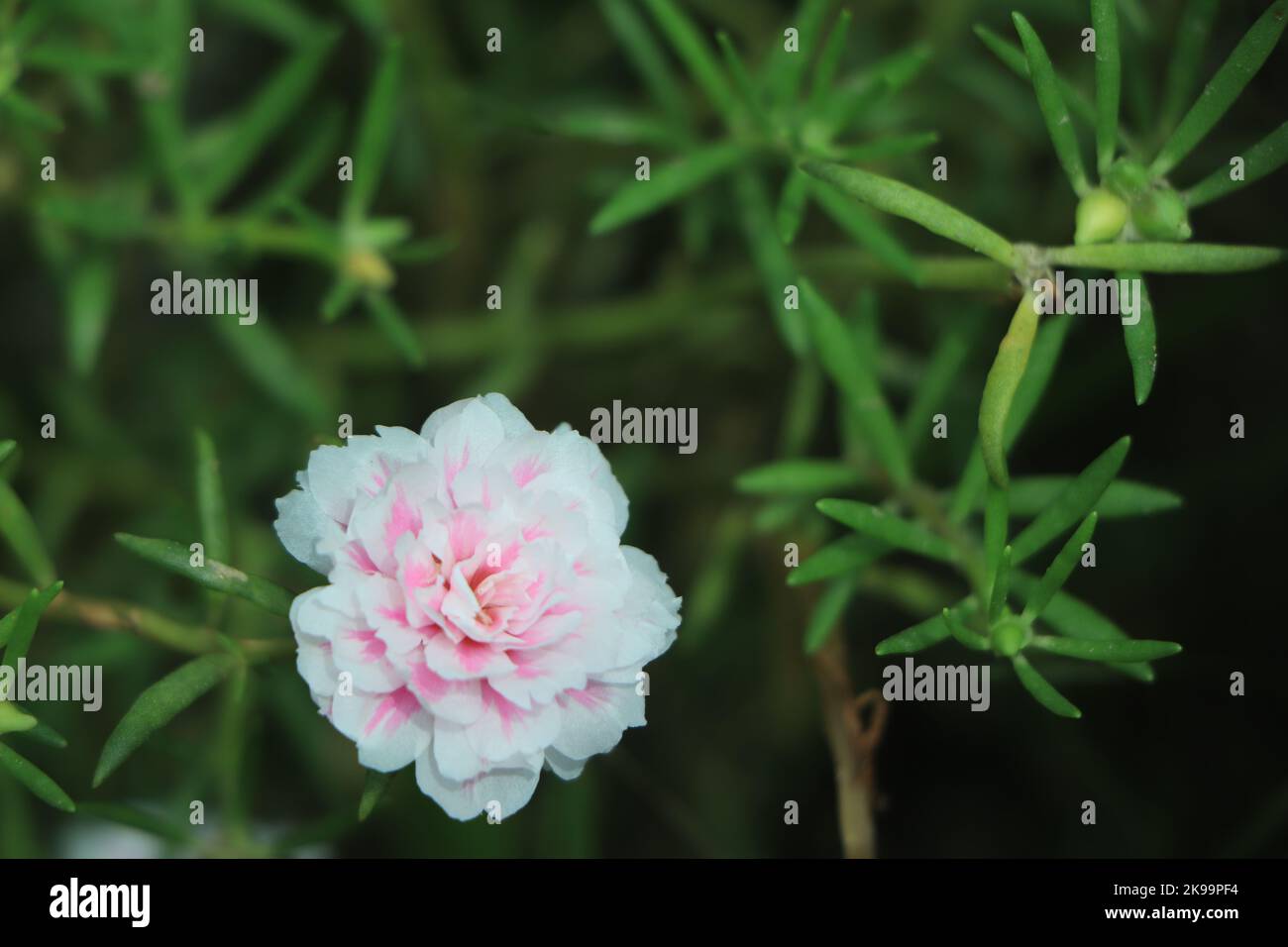 Moss rose purslane hi-res stock photography and images - Alamy
