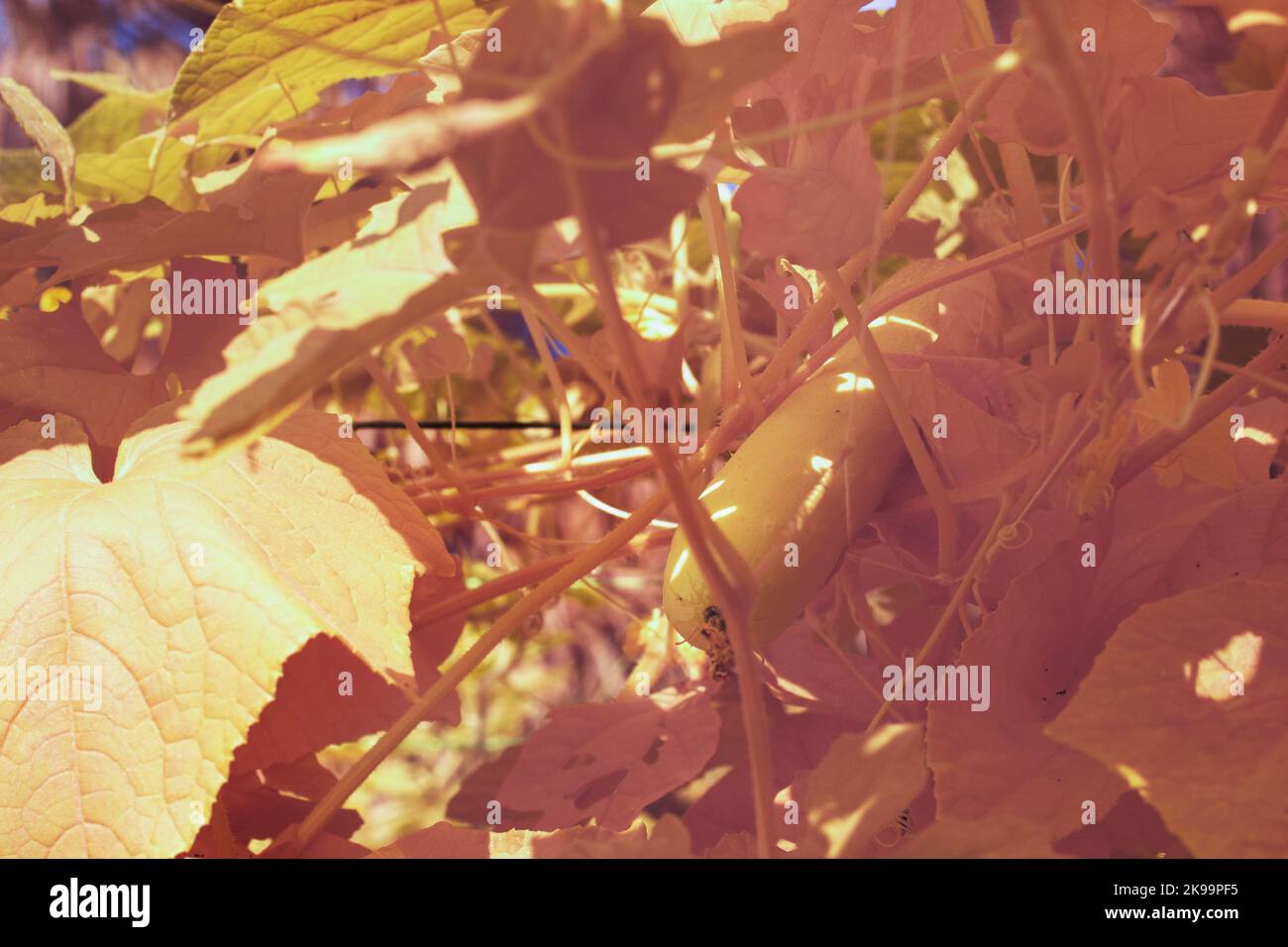 infrared image of the creeping gourd vegetables plant at the farm Stock ...