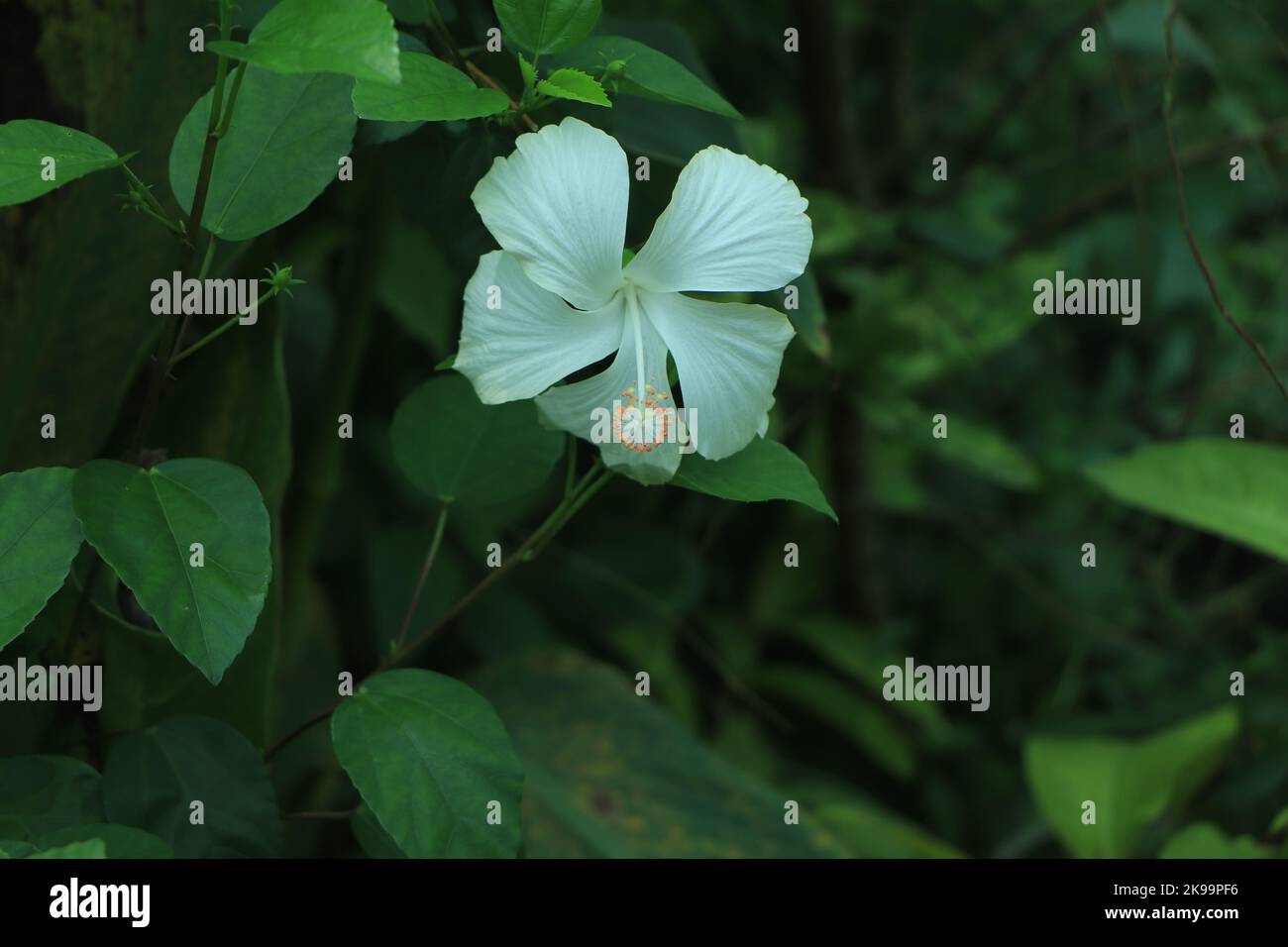 Close up of Hibiscus rosa-sinensis, known colloquially as Chinese ...
