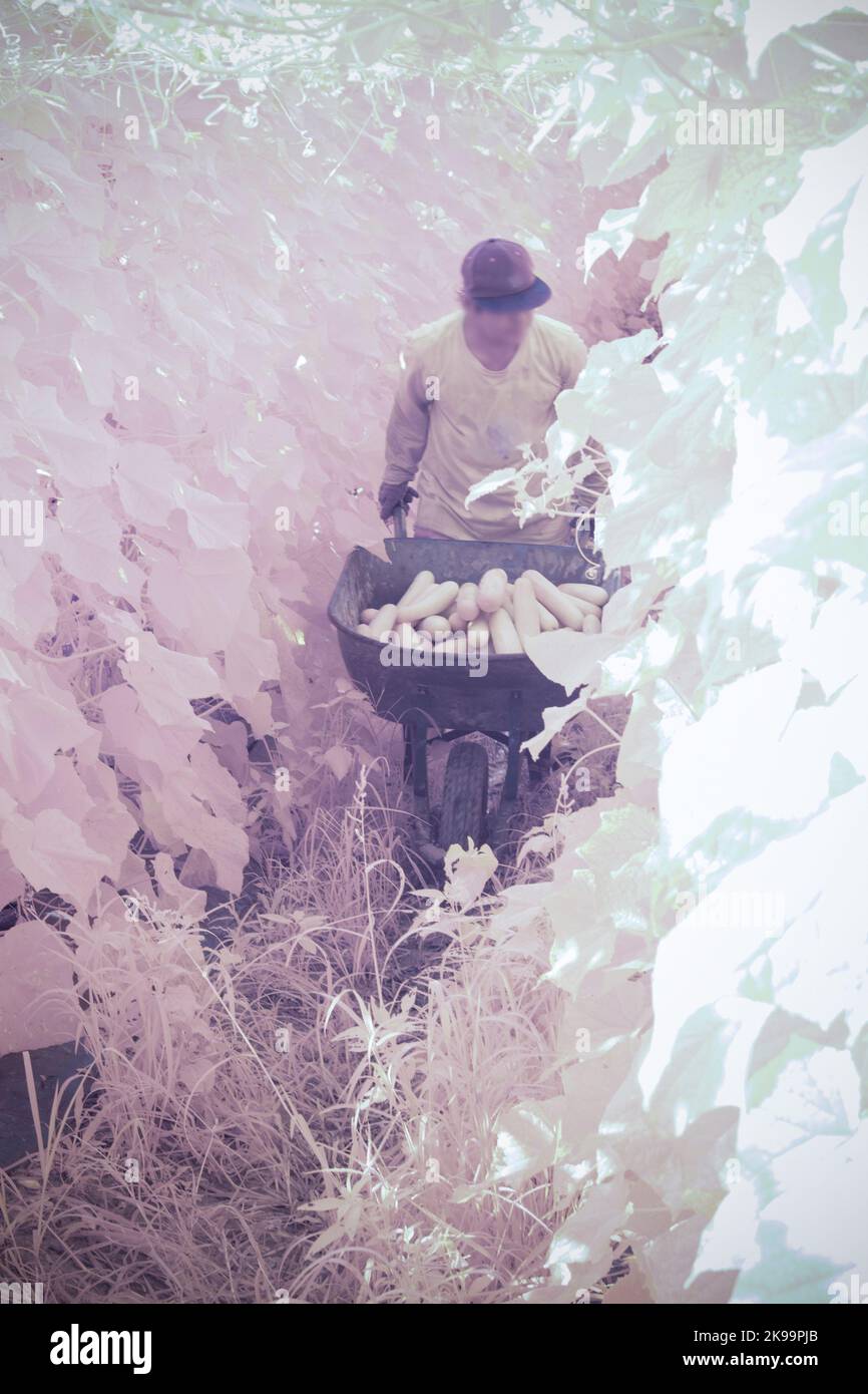 infrared image of the unrecognizable farmer walking within the ...