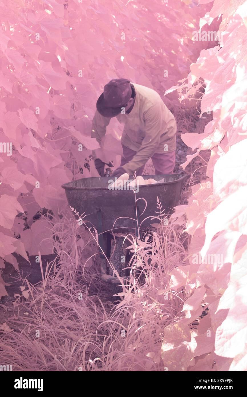 infrared image of the unrecognizable farmer walking within the ...