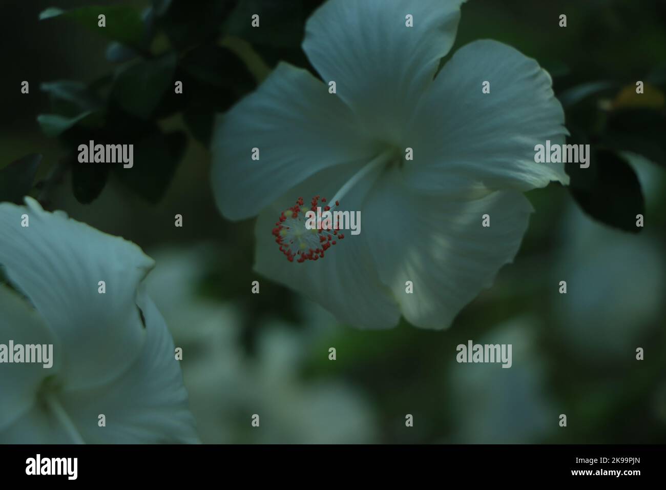 Blooming pink hibiscus flower with the pistil and stamen, taken in a ...