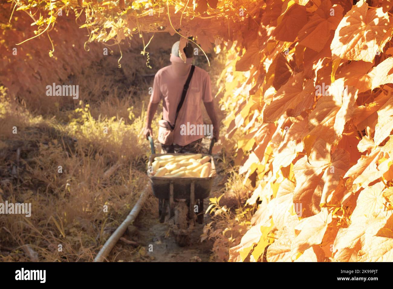 infrared image of the unrecognizable farmer walking within the ...