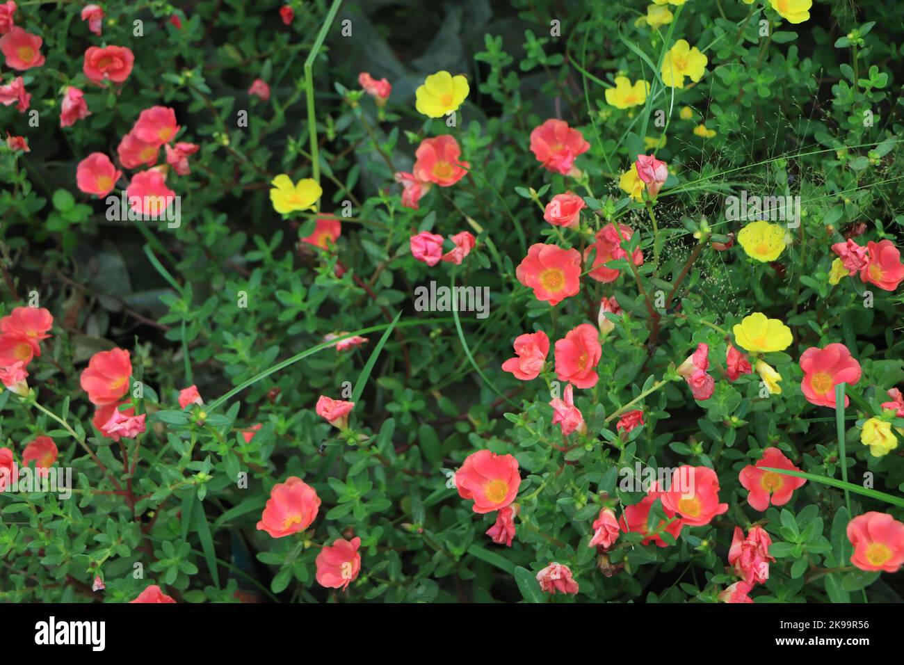 Portulaca grandiflora hook hi-res stock photography and images - Alamy