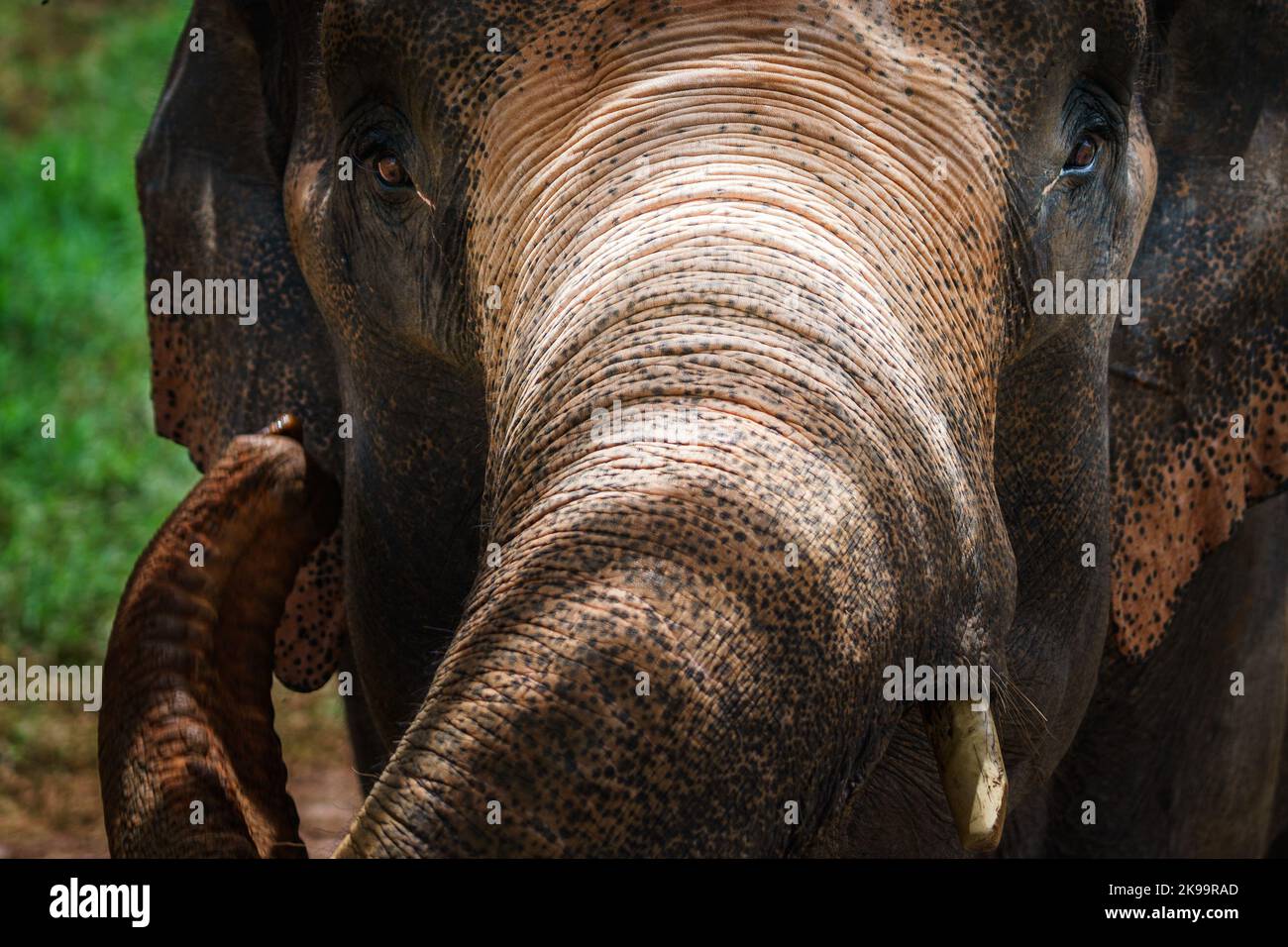 An old, brown elephant in the jungle Stock Photo - Alamy