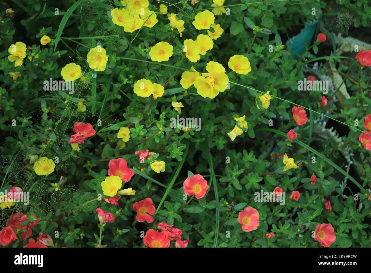 Portulaca grandiflora hook hi-res stock photography and images - Alamy