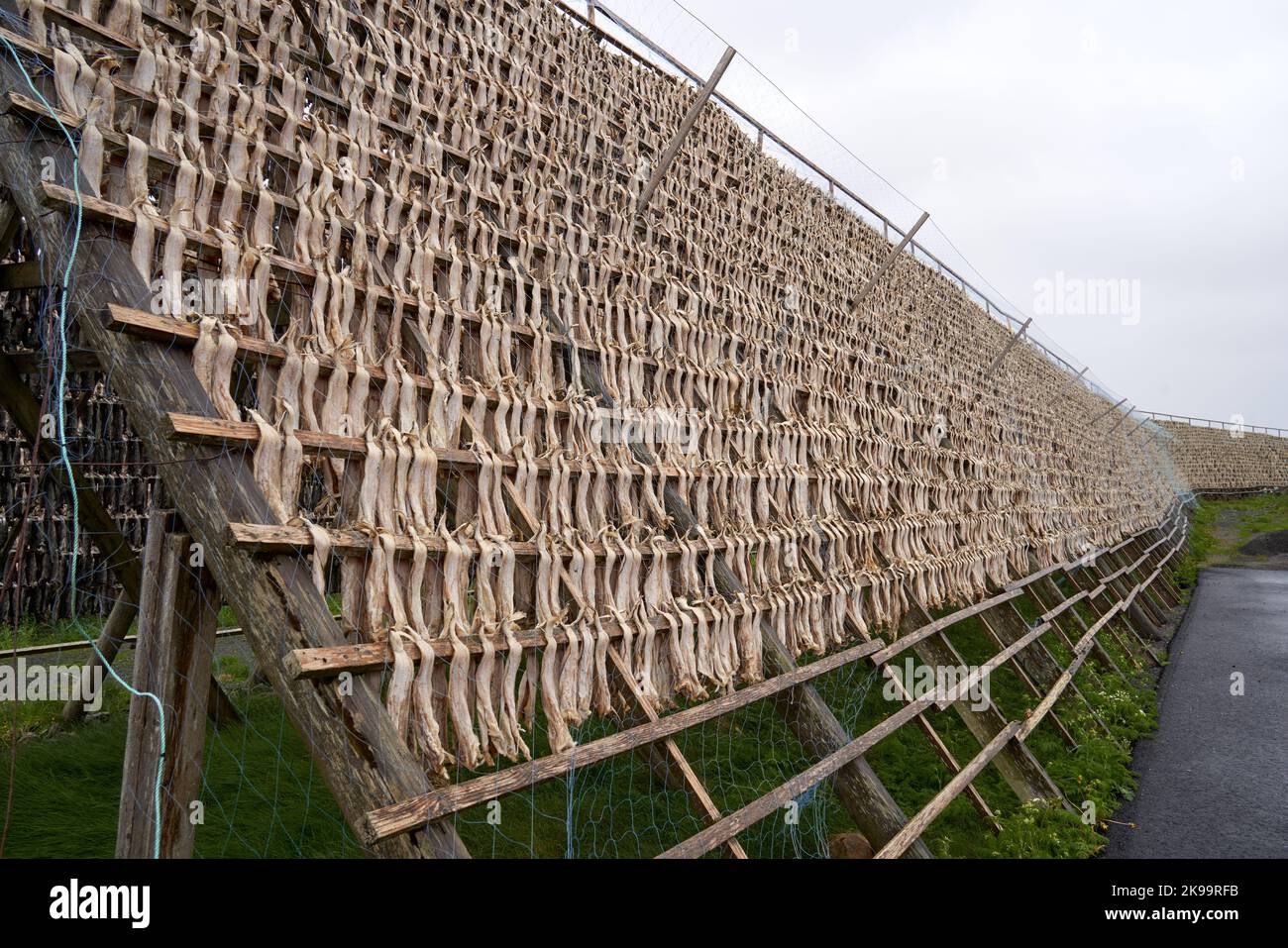 The fish dryer racks with white headless cod in the north of Norway ...