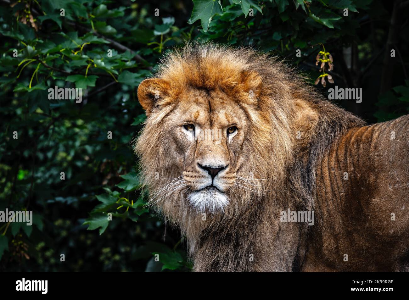 Thick mane hi-res stock photography and images - Alamy
