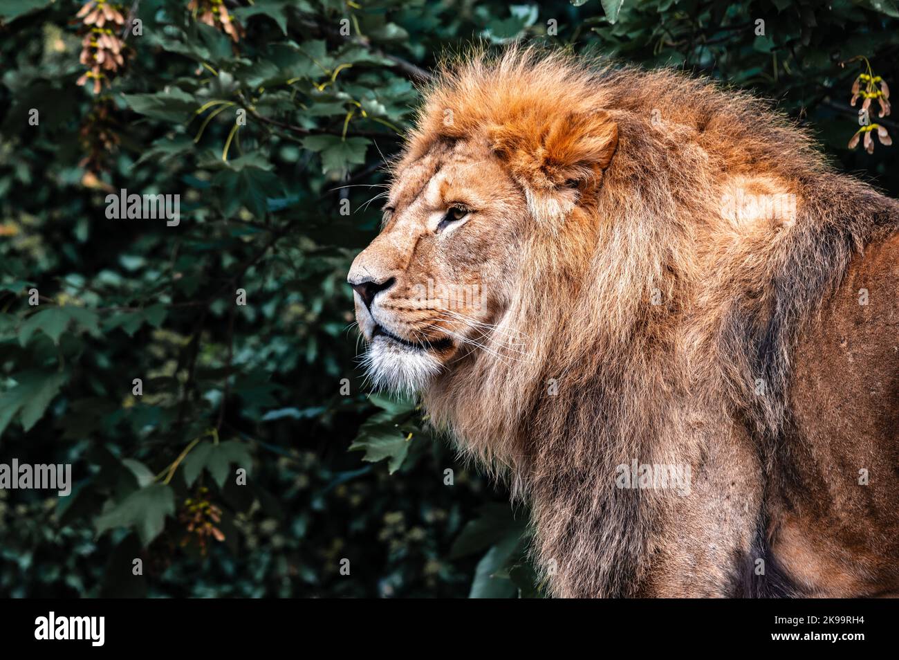 Thick mane hi-res stock photography and images - Alamy