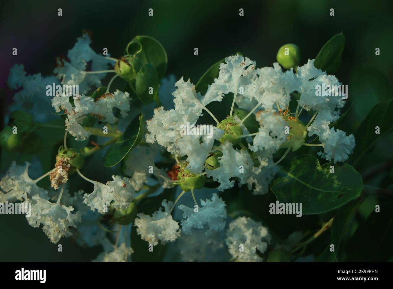 Natchez Crape Myrtle blooms closeup Stock Photo - Alamy