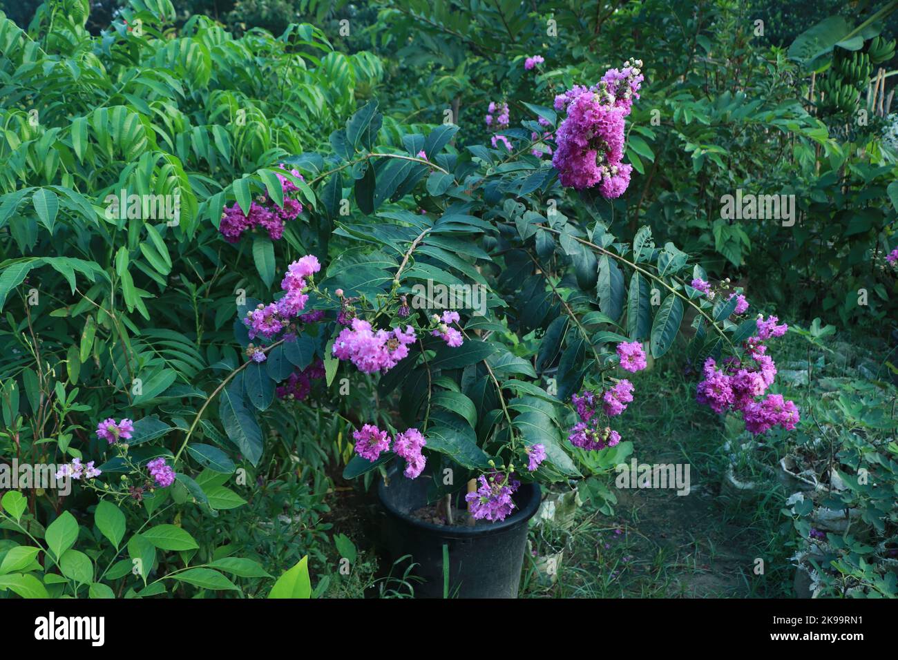 crape myrtle tree in a garden Stock Photo - Alamy