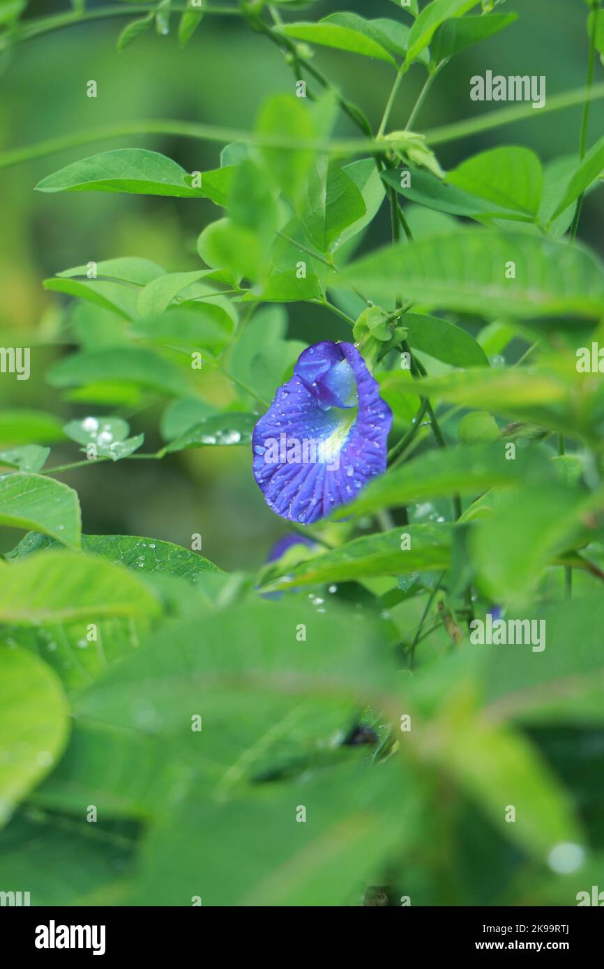 Clitoria ternatea also known as the Butterfly Pea Flower, used for food ...