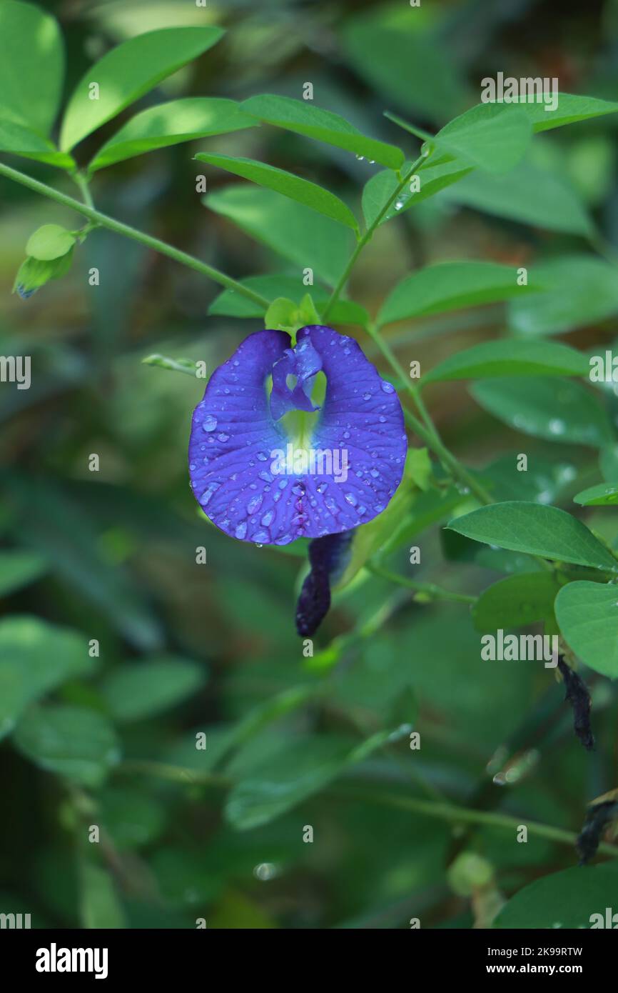 Butterfly pea, Clitoria ternatea flower Stock Photo - Alamy