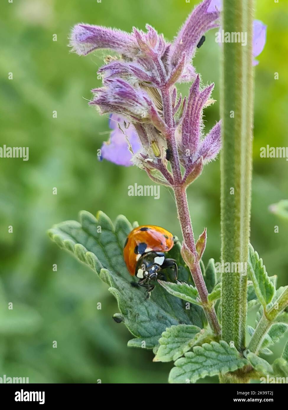 A ladybug on a flowering, purple catmint, vertical, close-up Stock ...
