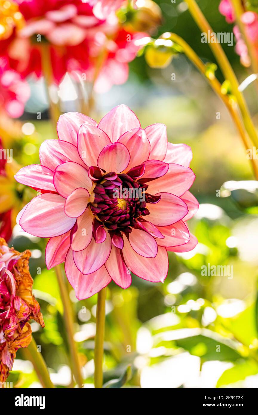 The vertical close-up view of Dahlia pinnata flower head blooming on a ...