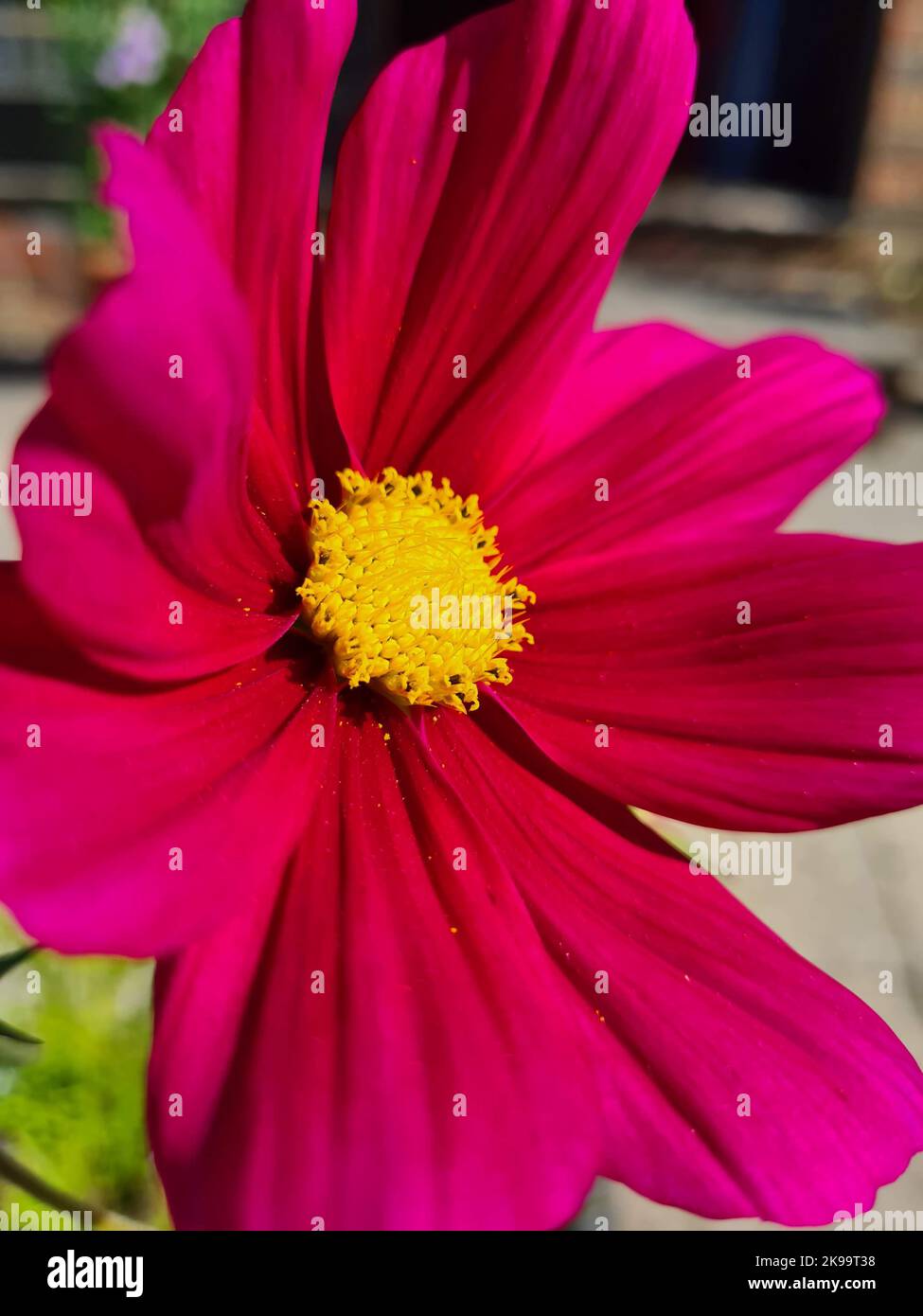 A bright, pink, flowering Cosmos in the garden, close-up Stock Photo ...