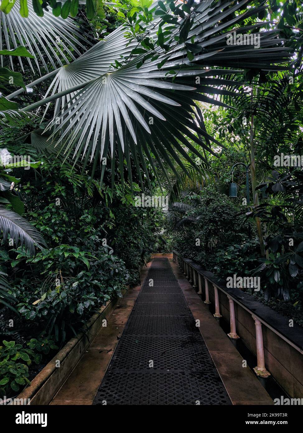A vertical shot of beautiful lush green plants growing in a greenhouse ...