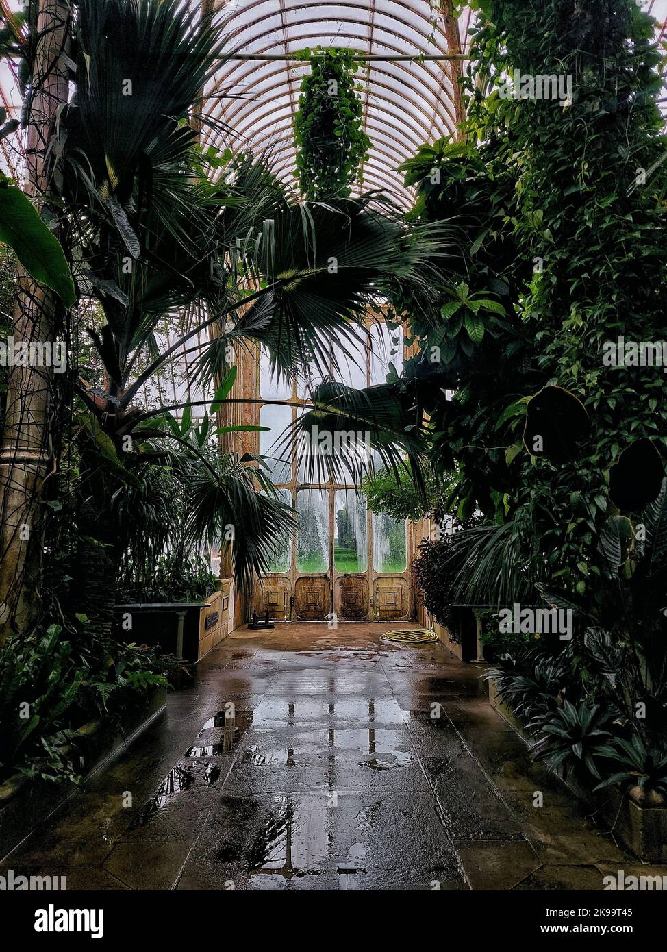 A vertical shot of beautiful lush green plants growing in a greenhouse ...