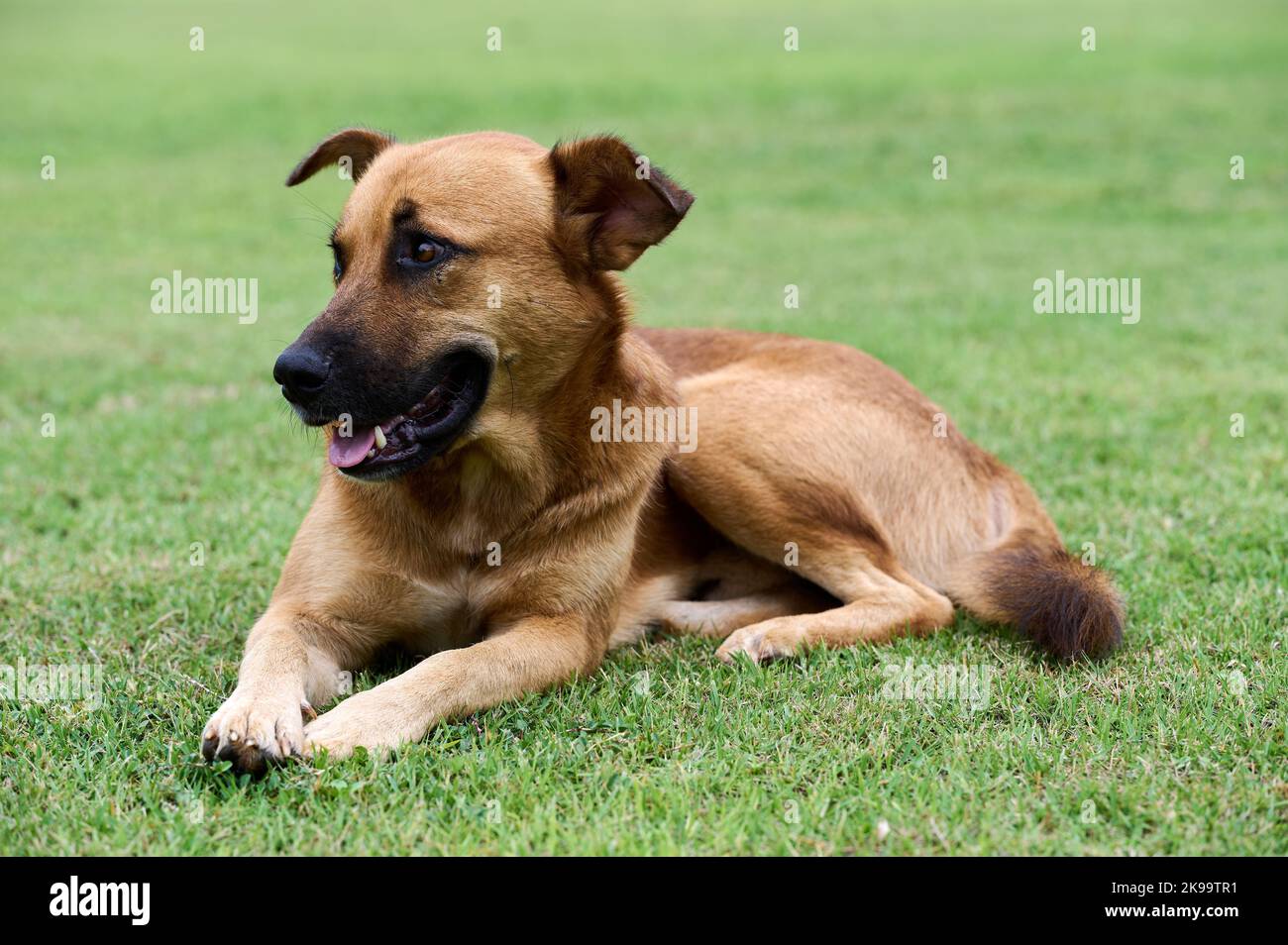 Africanis hi-res stock photography and images - Alamy