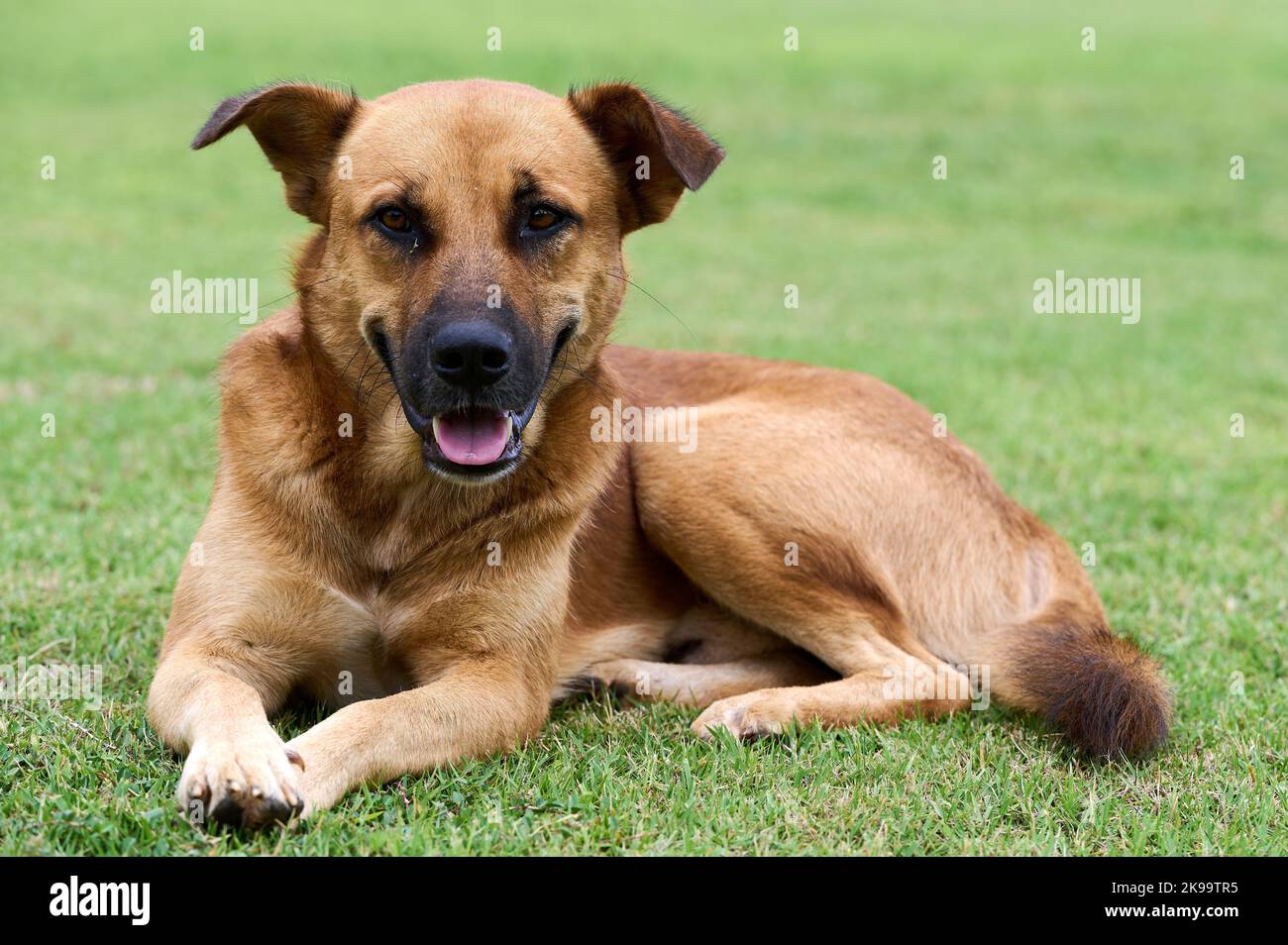 Africanis hi-res stock photography and images - Alamy