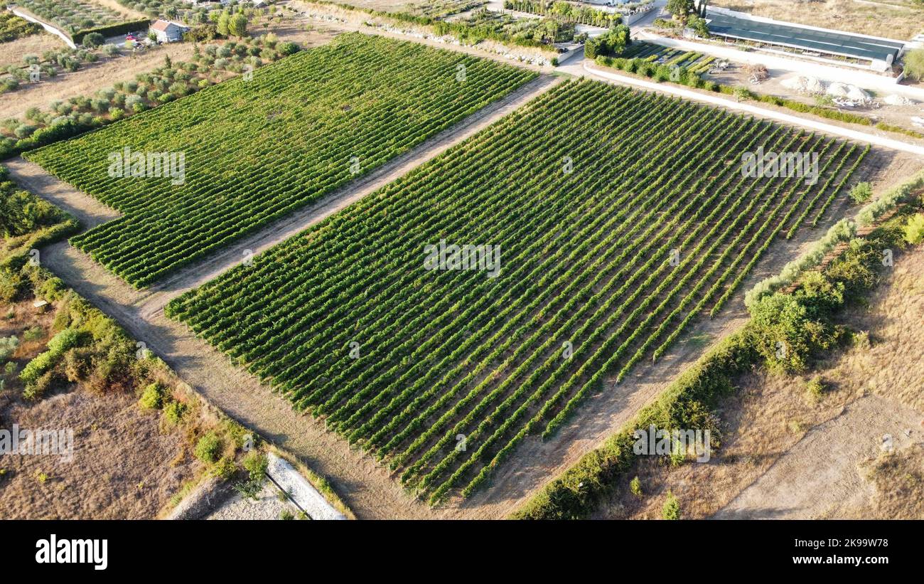 An aerial view of green vineyards in Zadar, Croatia Stock Photo - Alamy