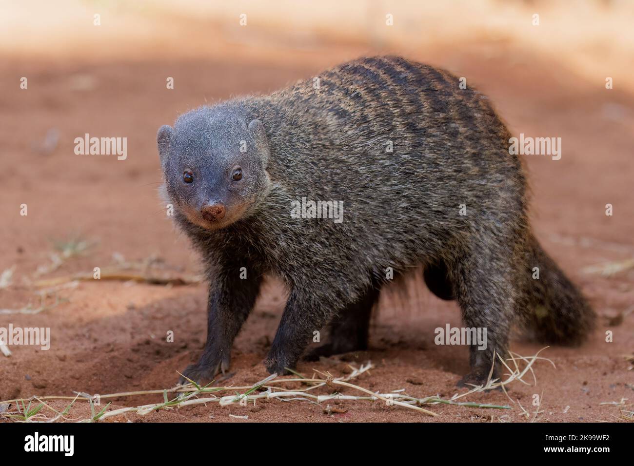 A banded mongoose in the wild, South Africa Stock Photo - Alamy