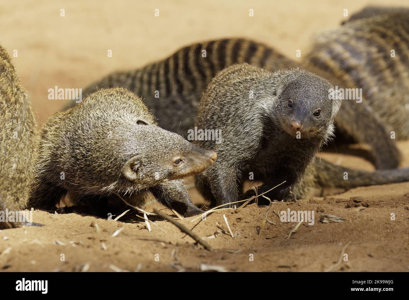 Banded mongooses in the wild, South Africa Stock Photo - Alamy