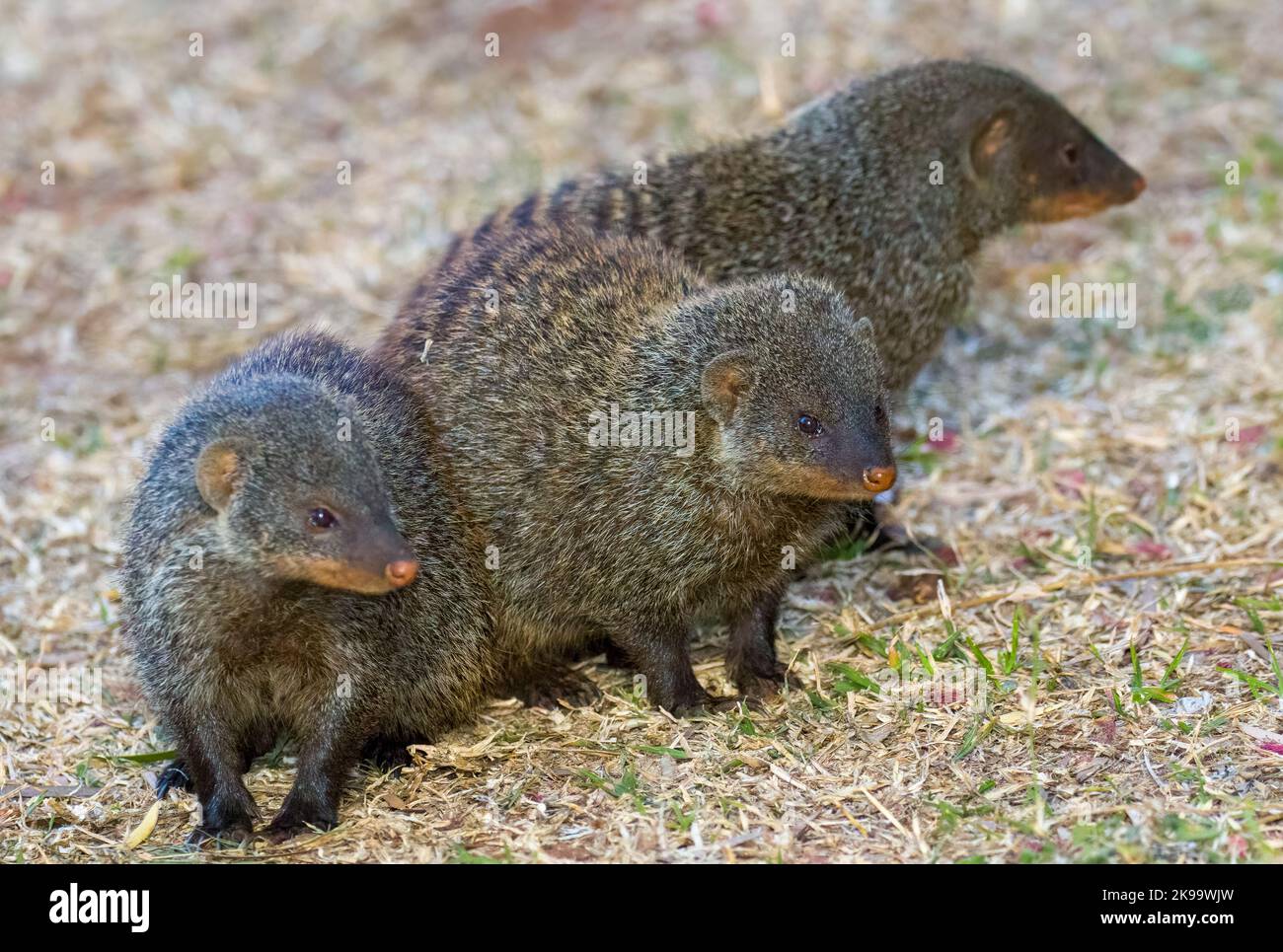 Banded mongooses in the wild, South Africa Stock Photo - Alamy
