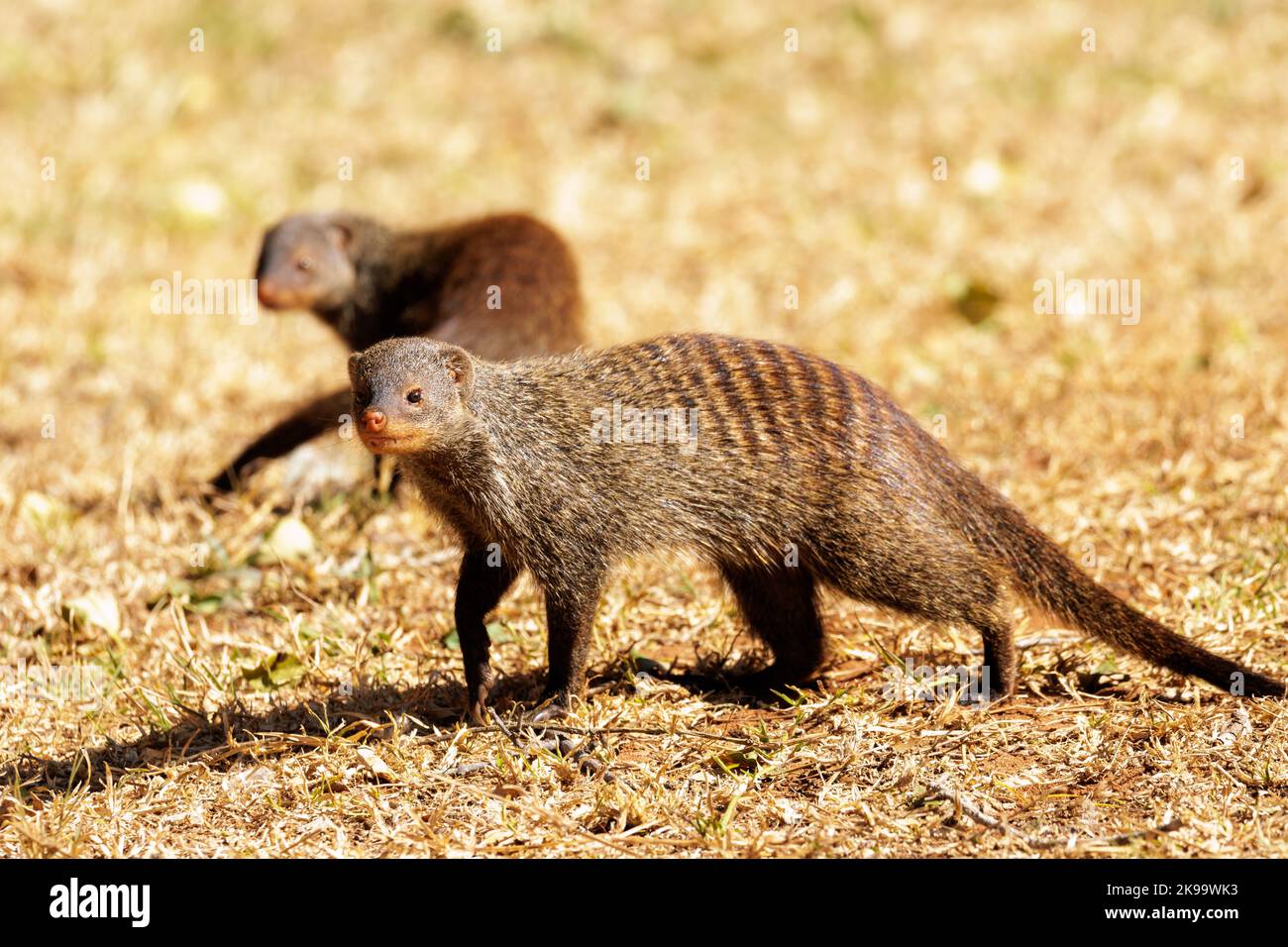 Banded mongooses in the wild, South Africa Stock Photo - Alamy