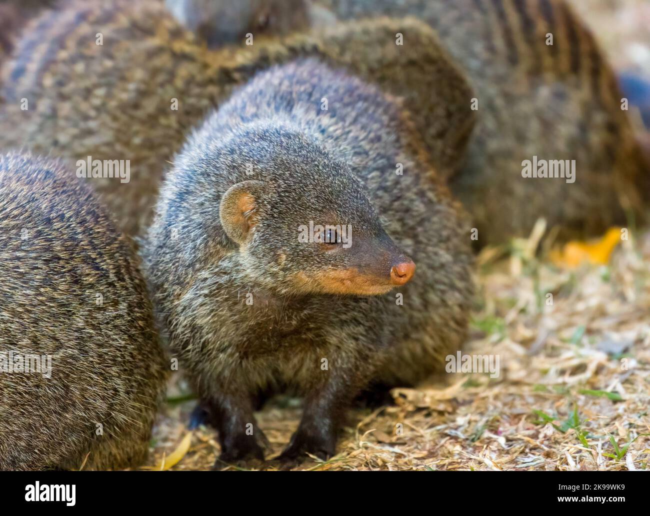 Banded mongooses in the wild, South Africa Stock Photo - Alamy