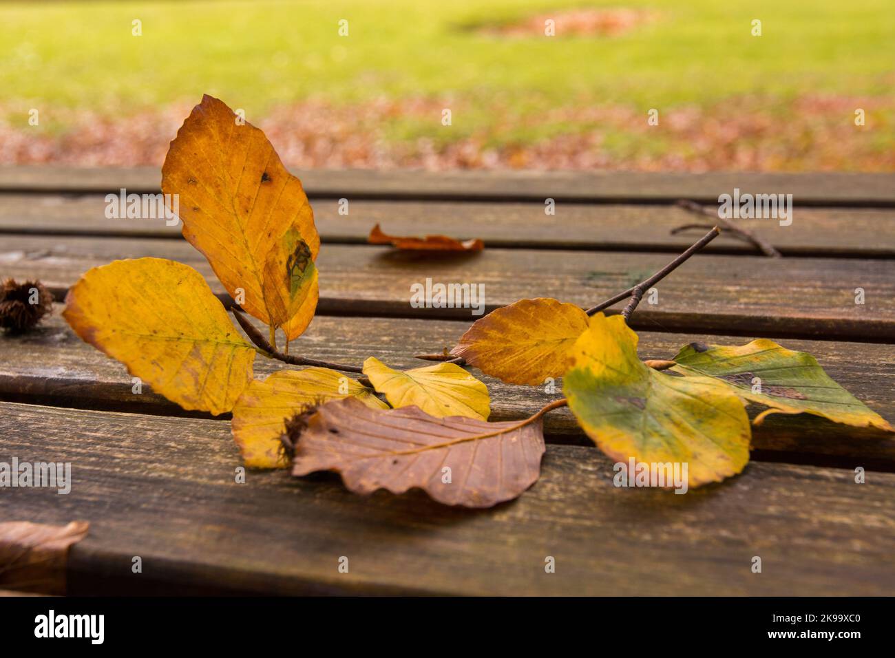 Dead leaves on the bench. Fall and autumn background. Foliage in Monti ...