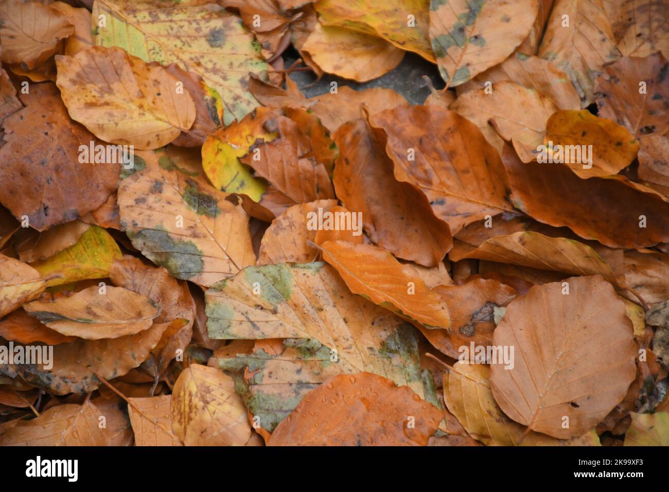 Copenhagen/Denmark/26 October 2022/Autumn or fall colour of tree and ...