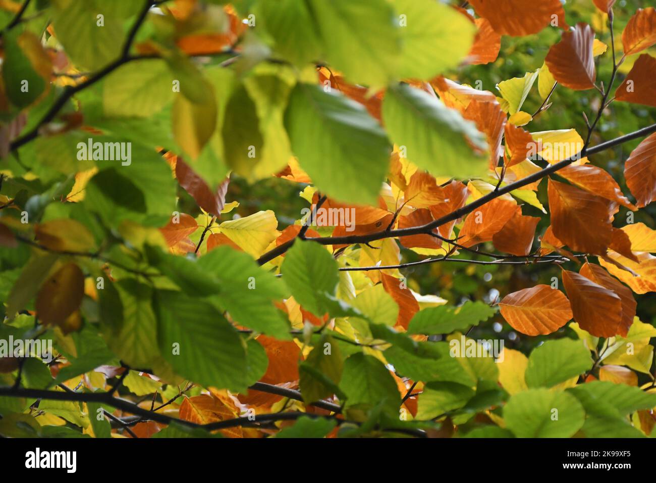 Copenhagen/Denmark/26 October 2022/Autumn or fall colour of tree and ...