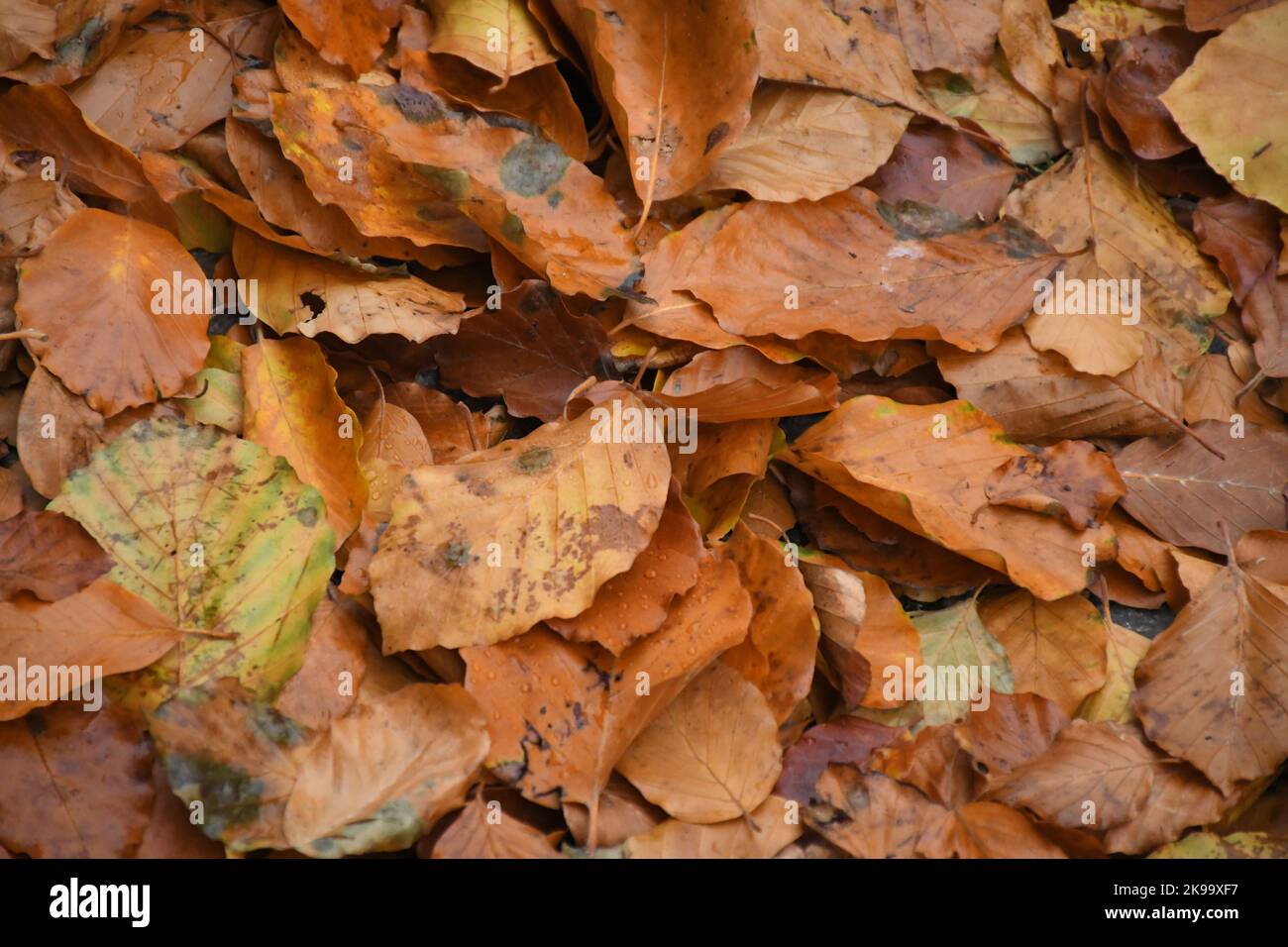 Copenhagen/Denmark/26 October 2022/Autumn or fall colour of tree and ...