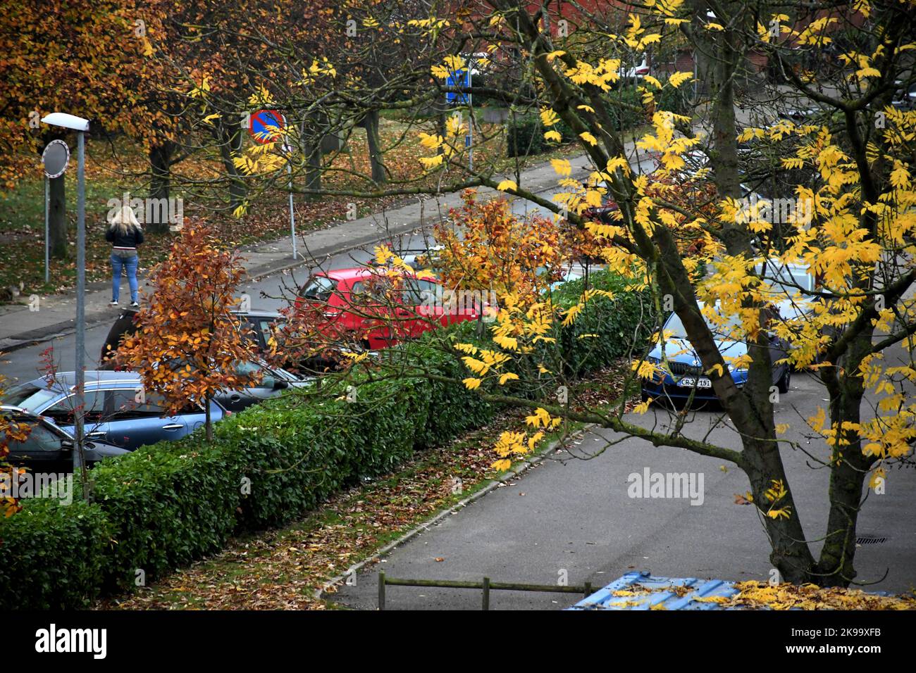 Copenhagen/Denmark/26 October 2022/Autumn or fall colour of tree and ...