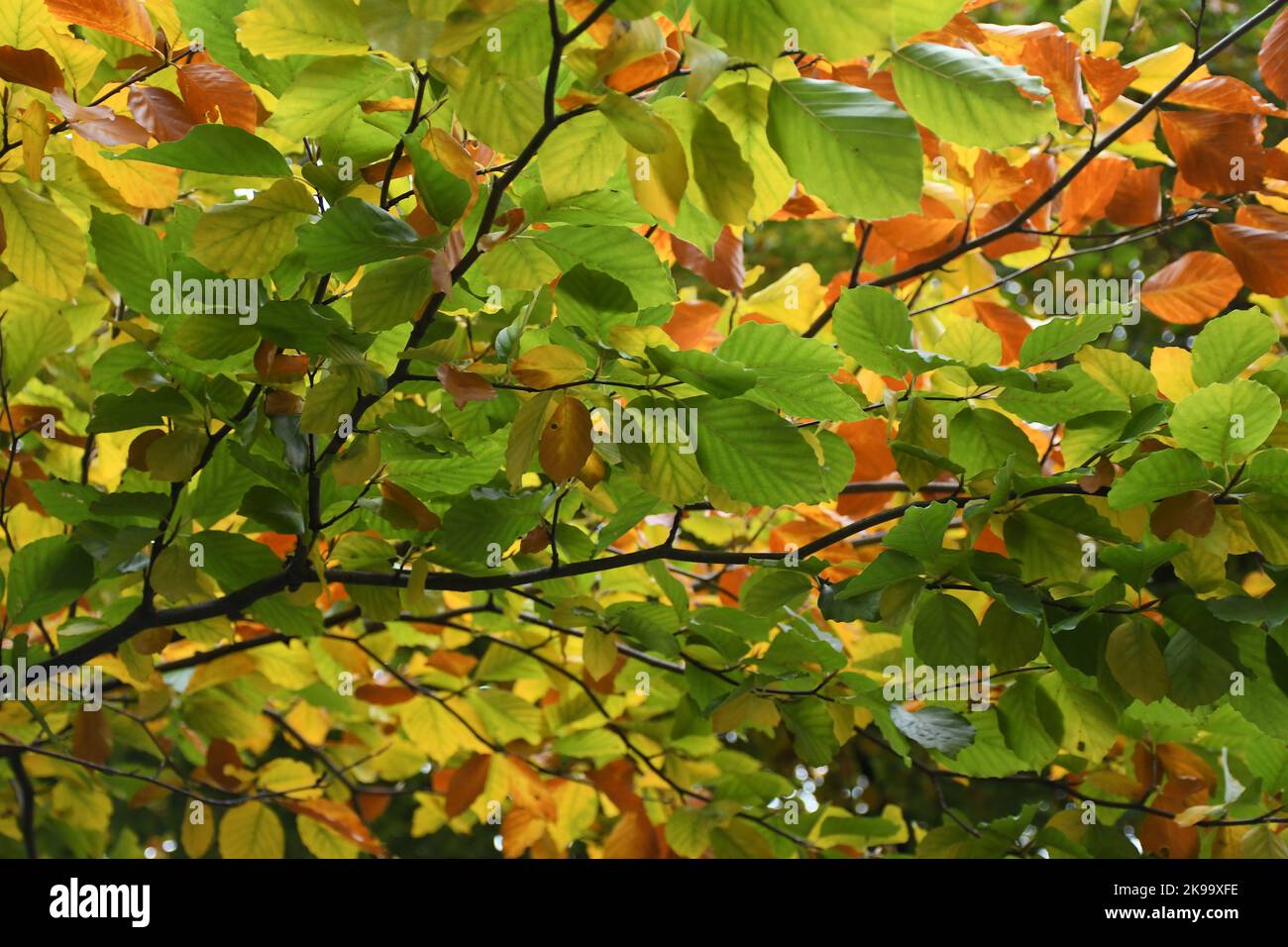 Copenhagen/Denmark/26 October 2022/Autumn or fall colour of tree and ...