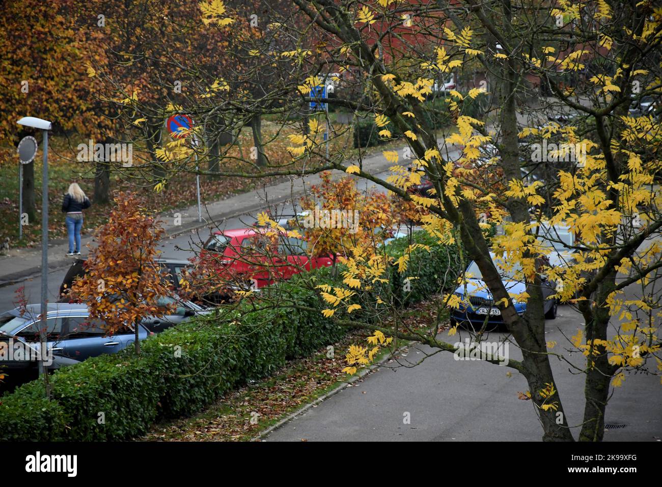 Copenhagen/Denmark/26 October 2022/Autumn or fall colour of tree and ...
