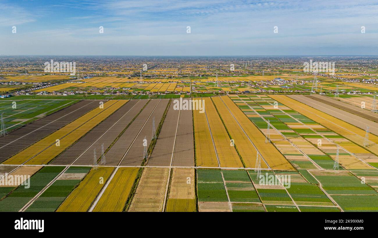 Aerial photos show that golden rice fields, green vegetable fields ...