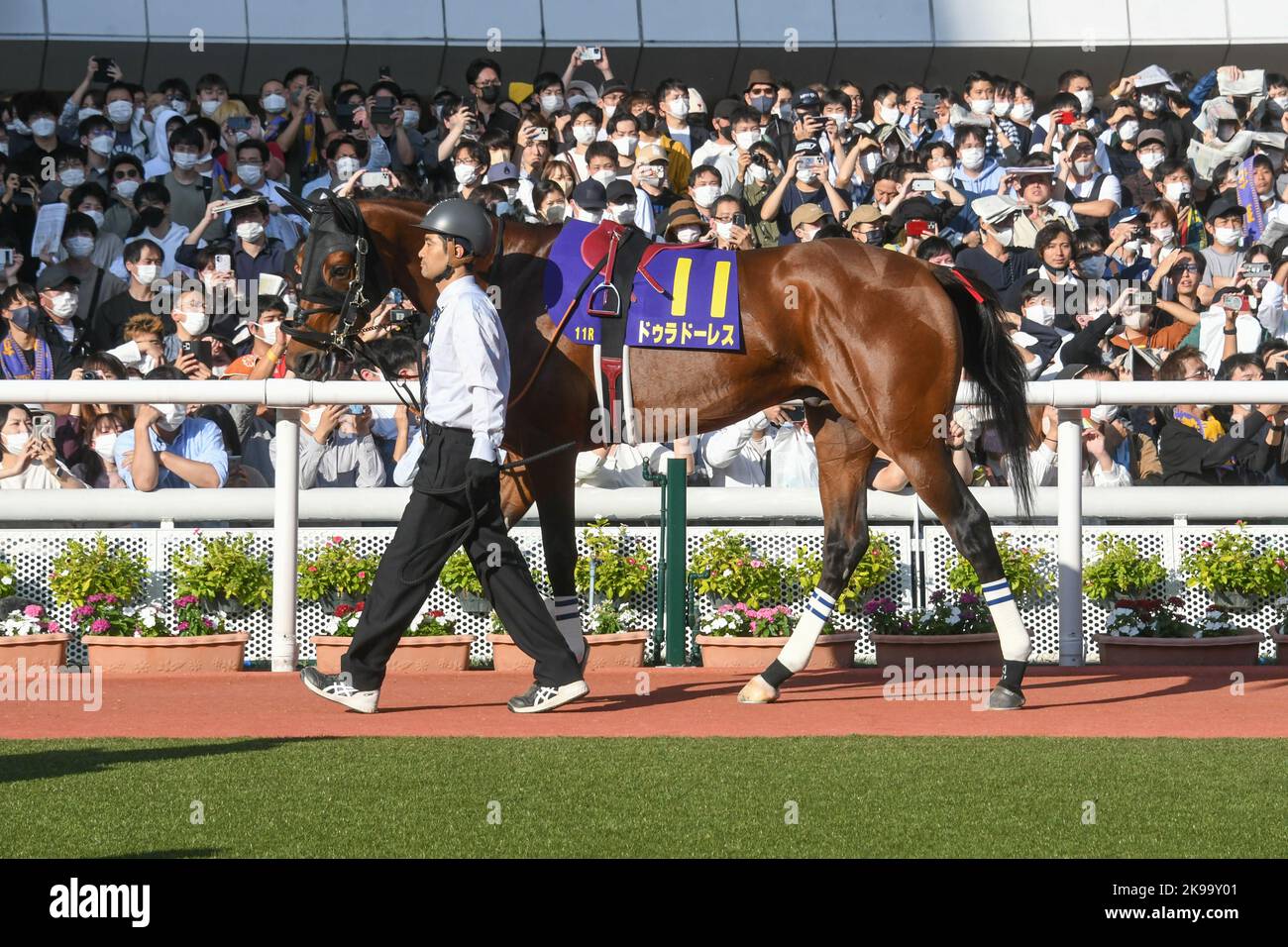Hyogo, Japan. 23rd Oct, 2022. Douradores is led through the paddock ...