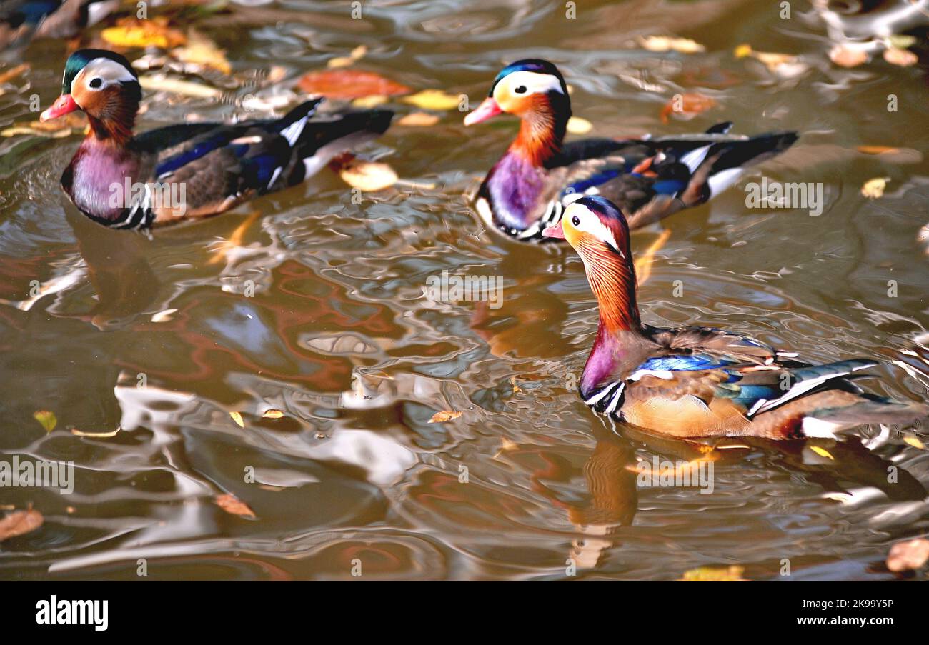 Over 200 Mandarin ducks fly south to prepare for winter and citizens ...